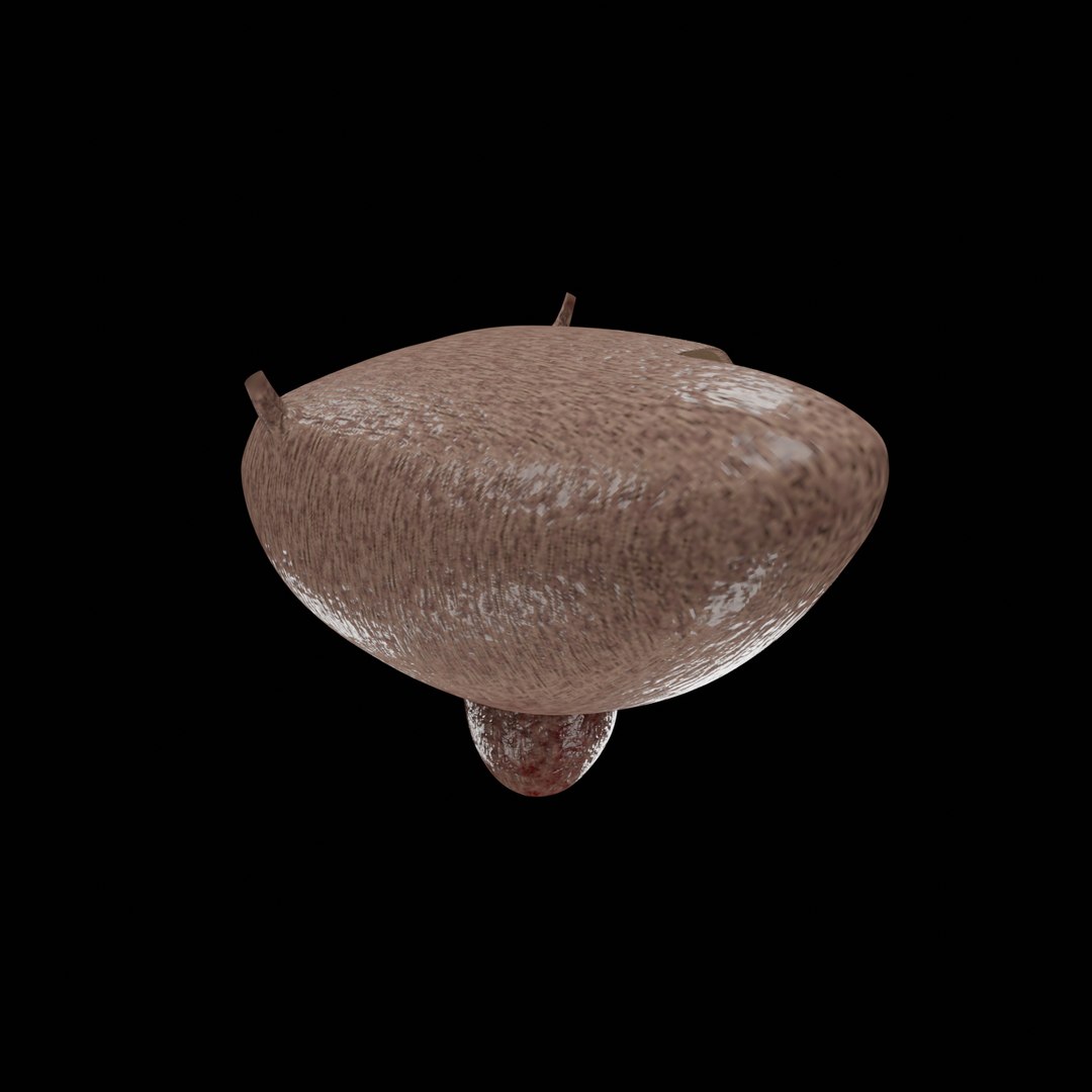 3D urinary kidney bladder model - TurboSquid 1546773