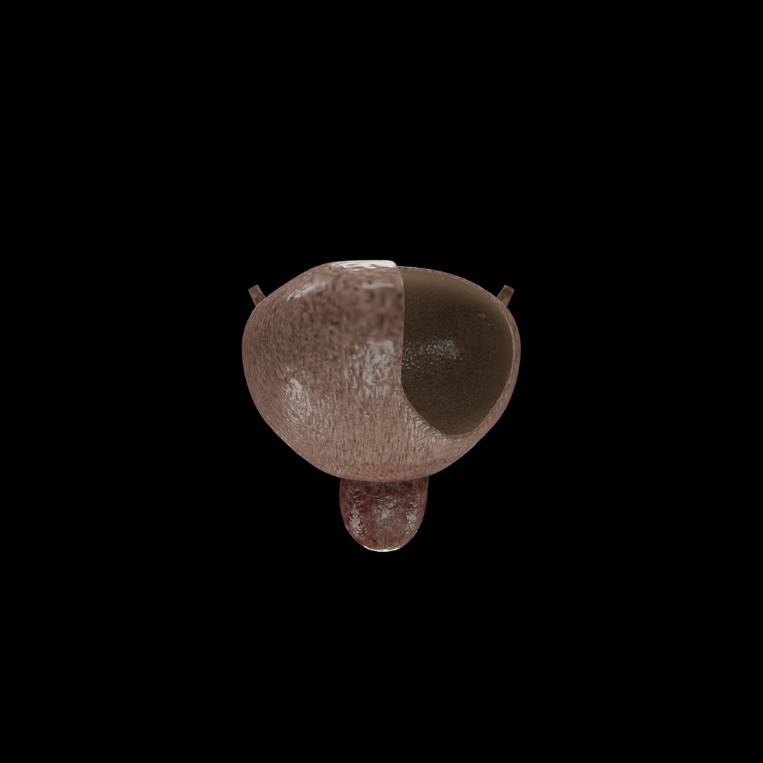3D urinary kidney bladder model - TurboSquid 1546773