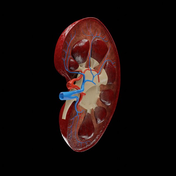3D urinary kidney bladder model - TurboSquid 1546773