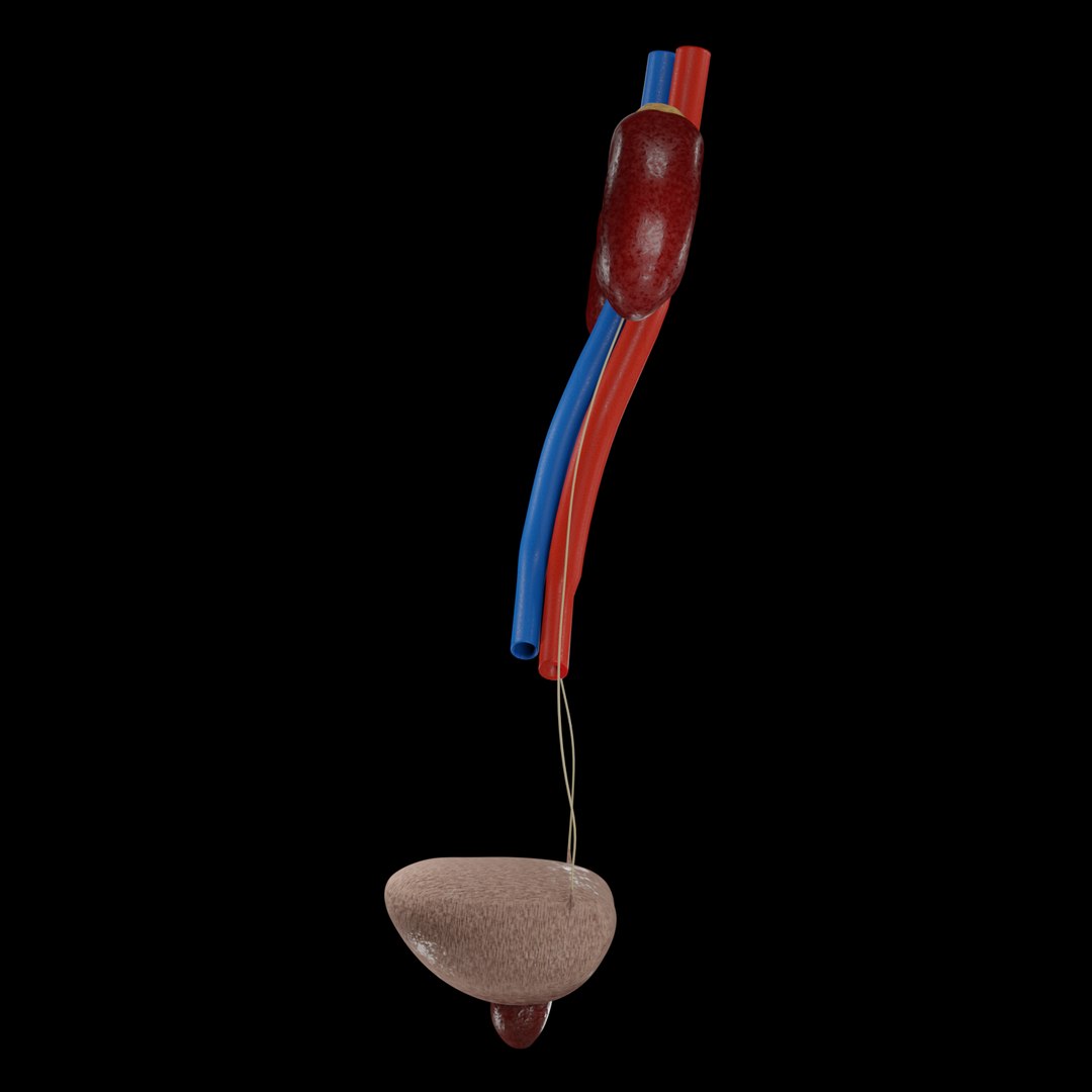3D urinary kidney bladder model - TurboSquid 1546773