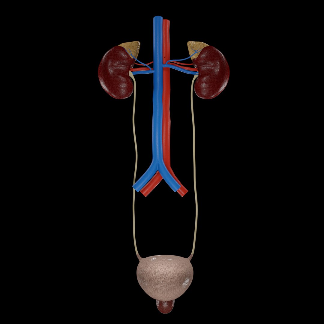 3D urinary kidney bladder model - TurboSquid 1546773