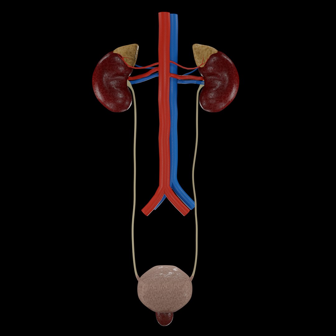 3D urinary kidney bladder model - TurboSquid 1546773