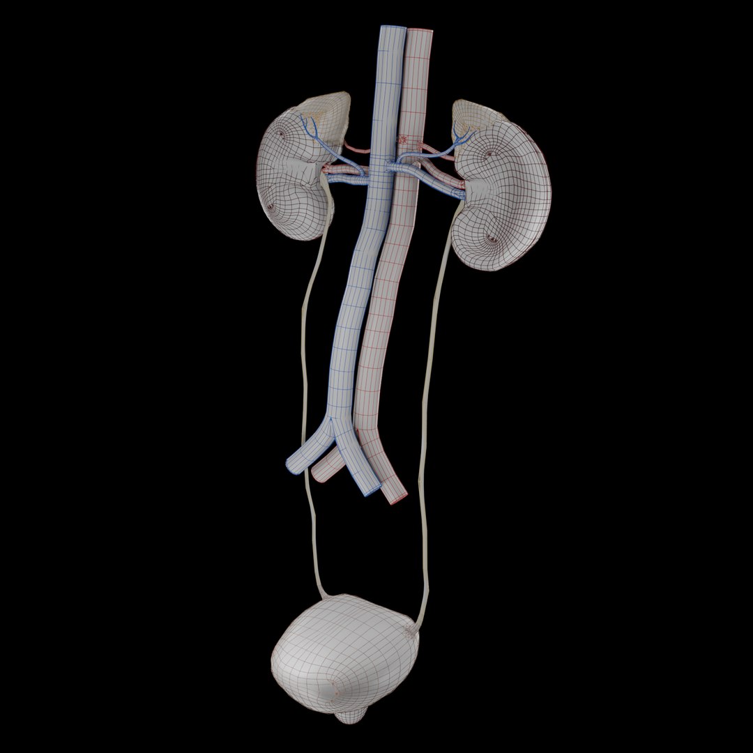 3D urinary kidney bladder model - TurboSquid 1546773