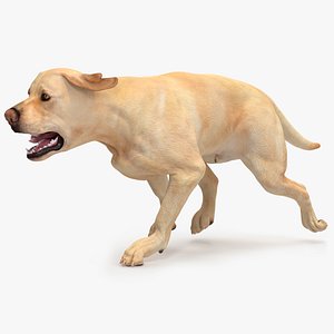 Animated Dog 3D Models With Enhanced License Tiers For Download ...