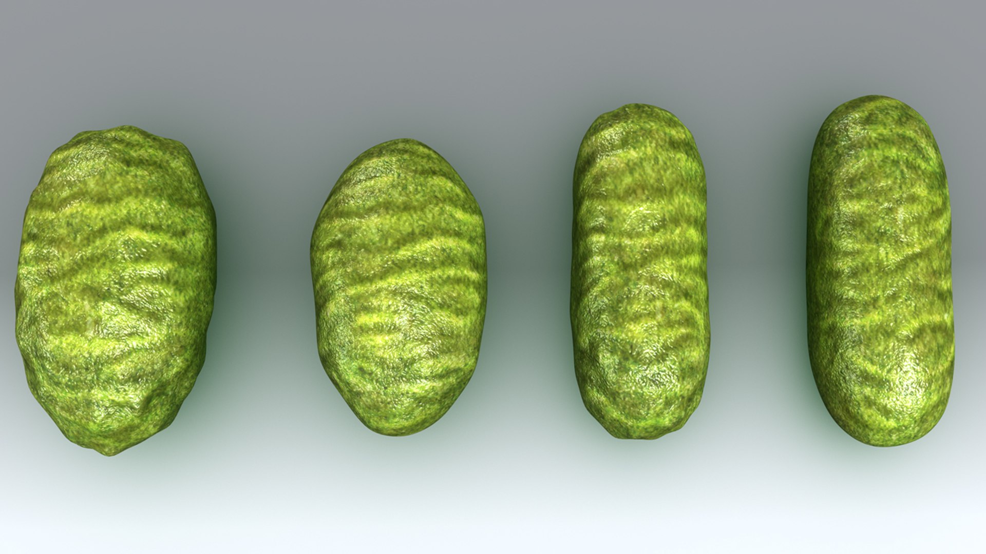 3d model of bacteria bacterium