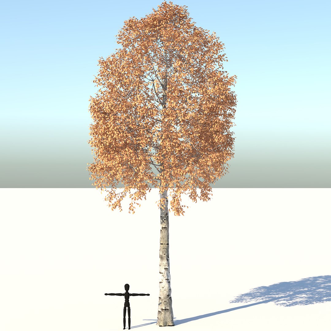 Aspen Tree 3D Model - TurboSquid 1717305