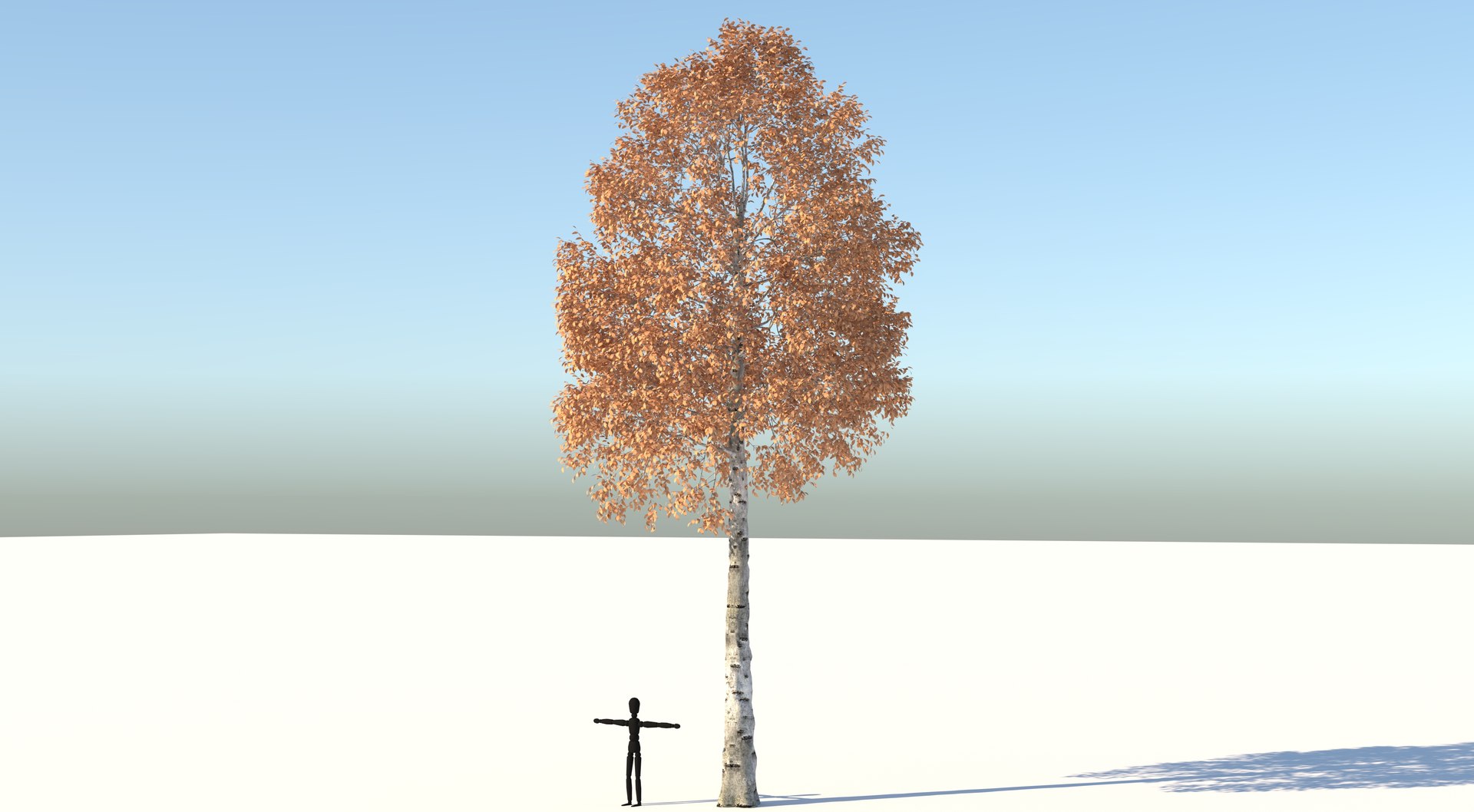 Aspen Tree 3D Model - TurboSquid 1717305