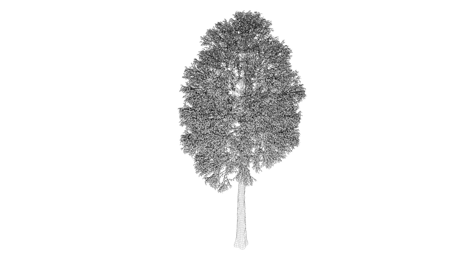 Aspen Tree 3D Model - TurboSquid 1717305