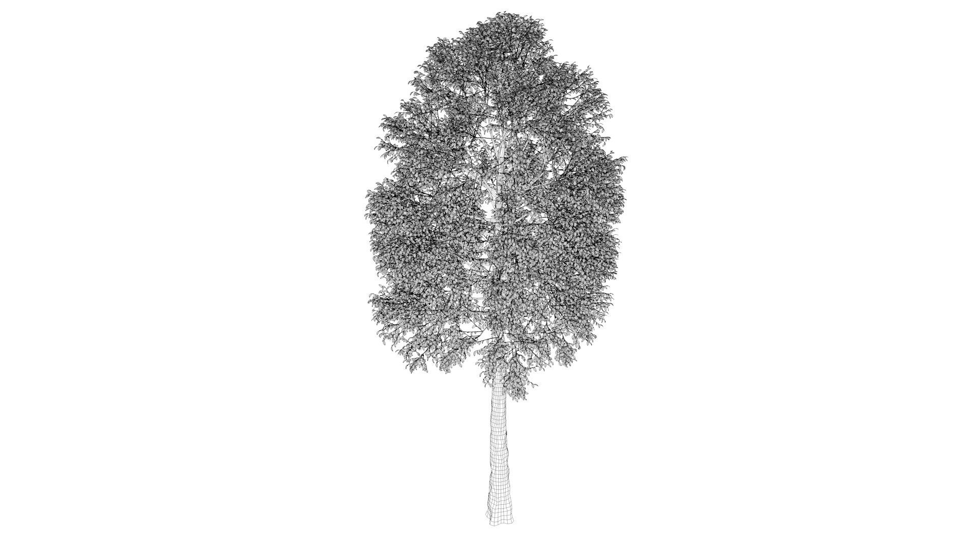 Aspen Tree 3D Model - TurboSquid 1717305