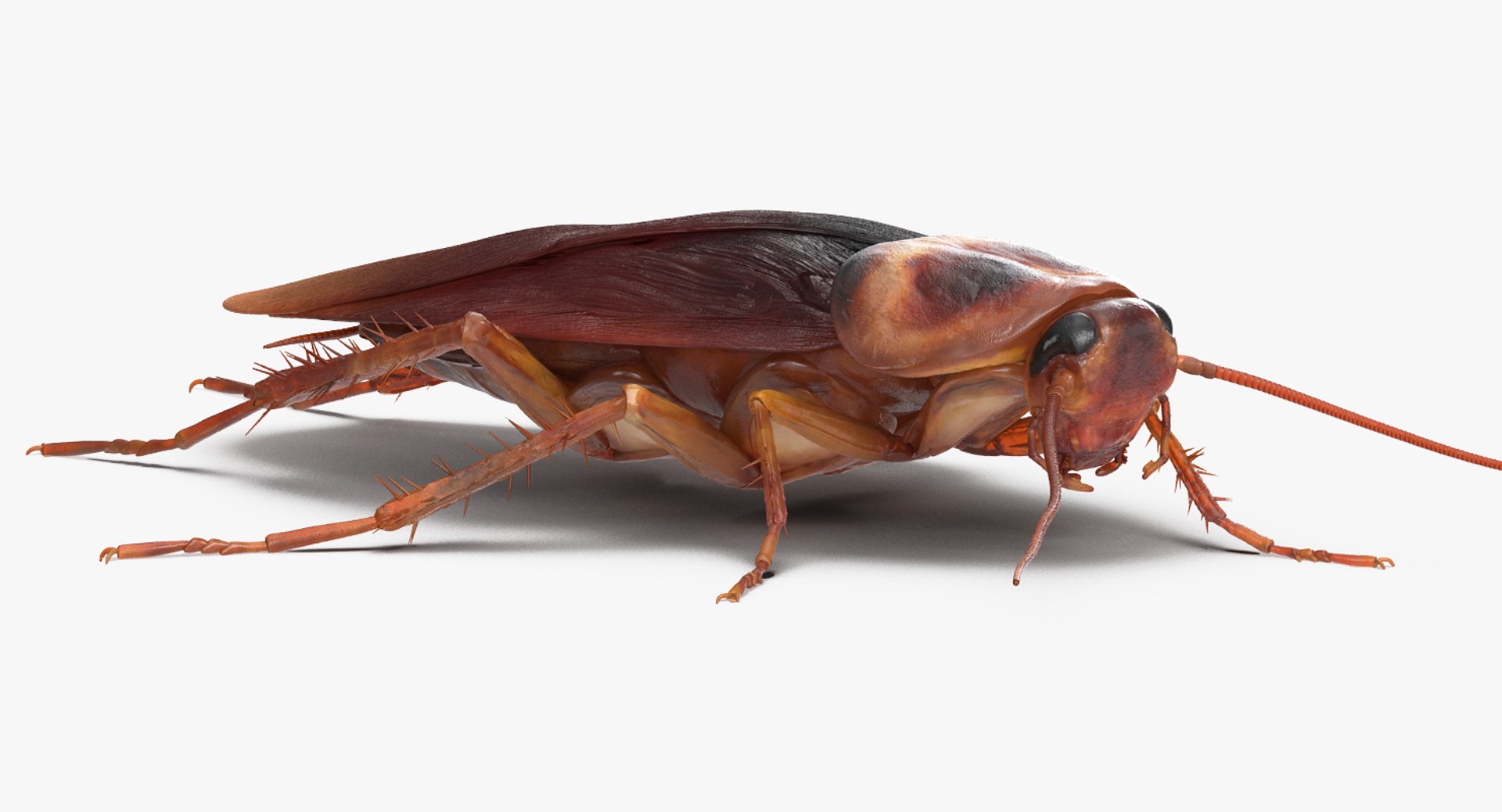 3D Common Household Cockroach - TurboSquid 1195593
