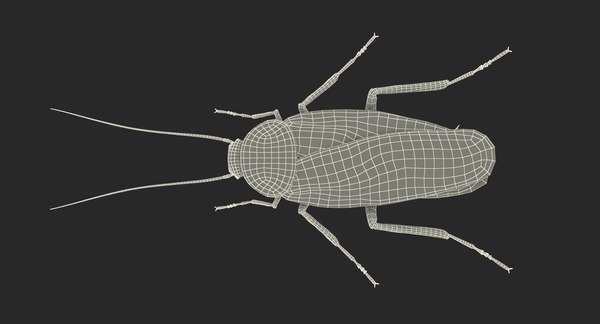 3D common household cockroach - TurboSquid 1195593