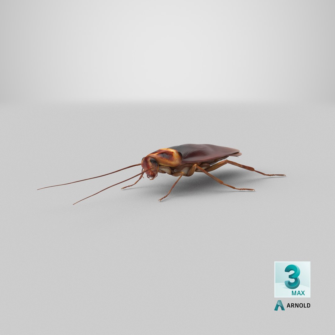 3D common household cockroach - TurboSquid 1195593