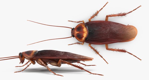 3D common household cockroach - TurboSquid 1195593