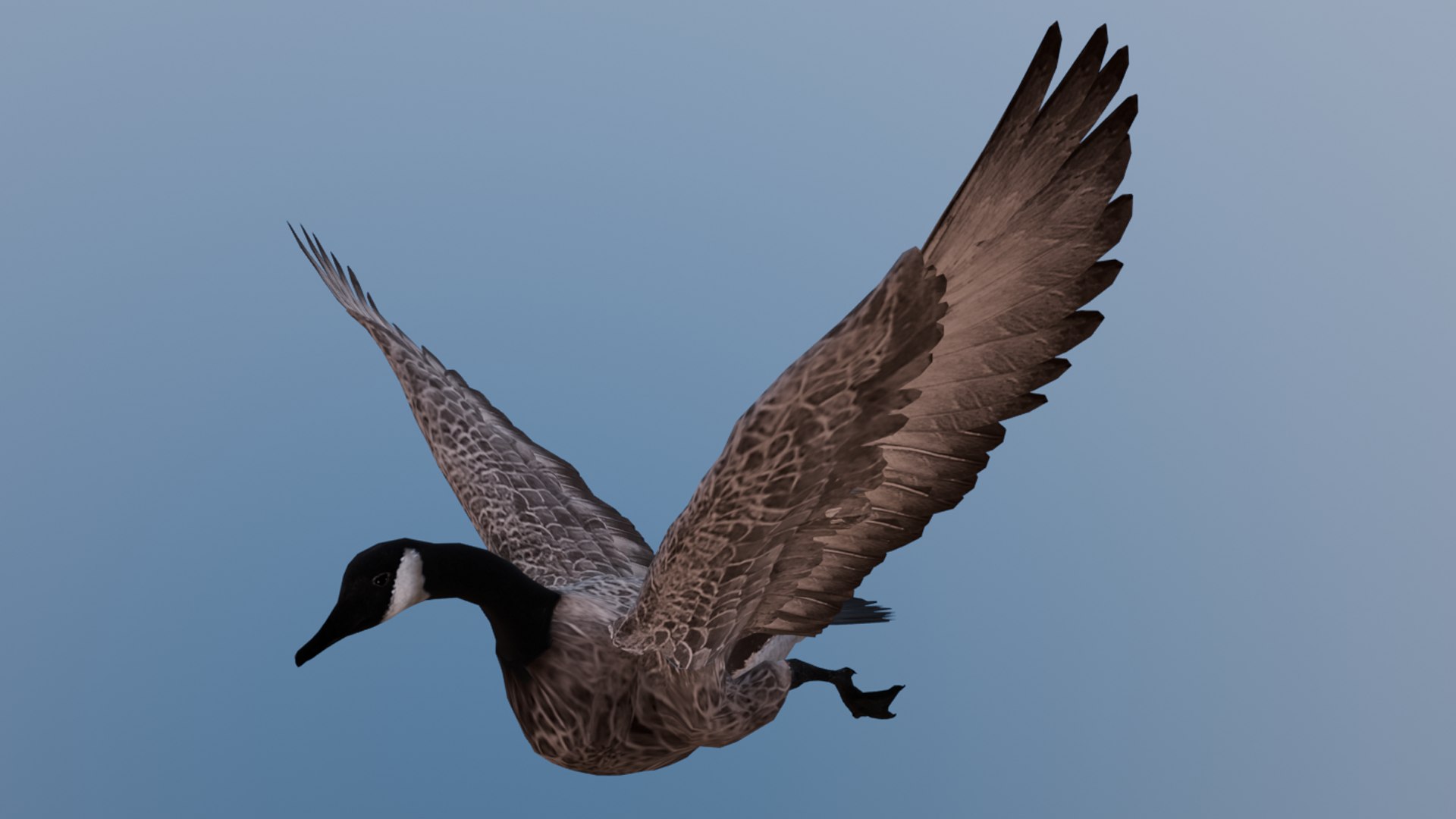 3D Canada Goose - TurboSquid 2419702