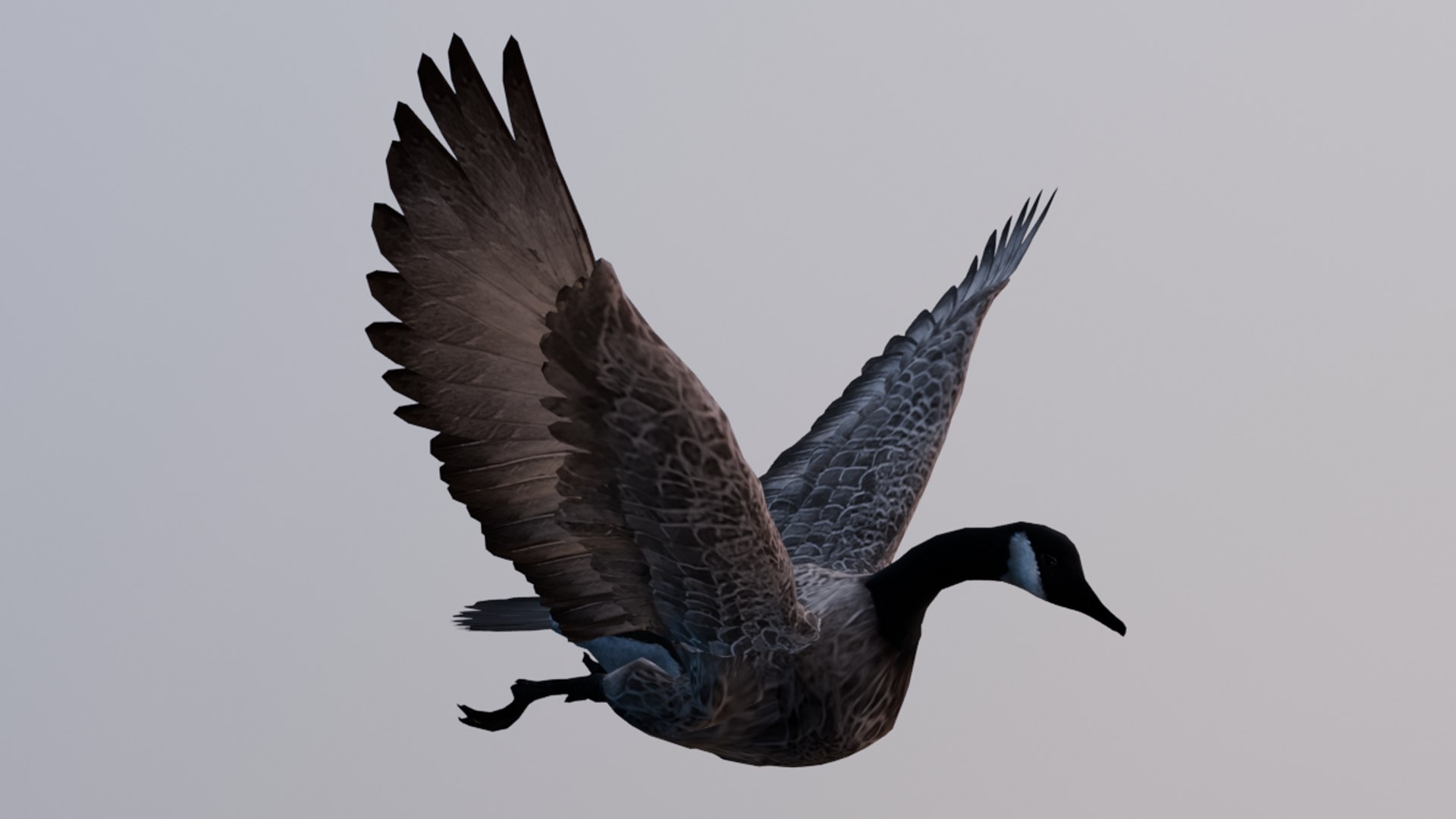 3D Canada Goose - TurboSquid 2419702