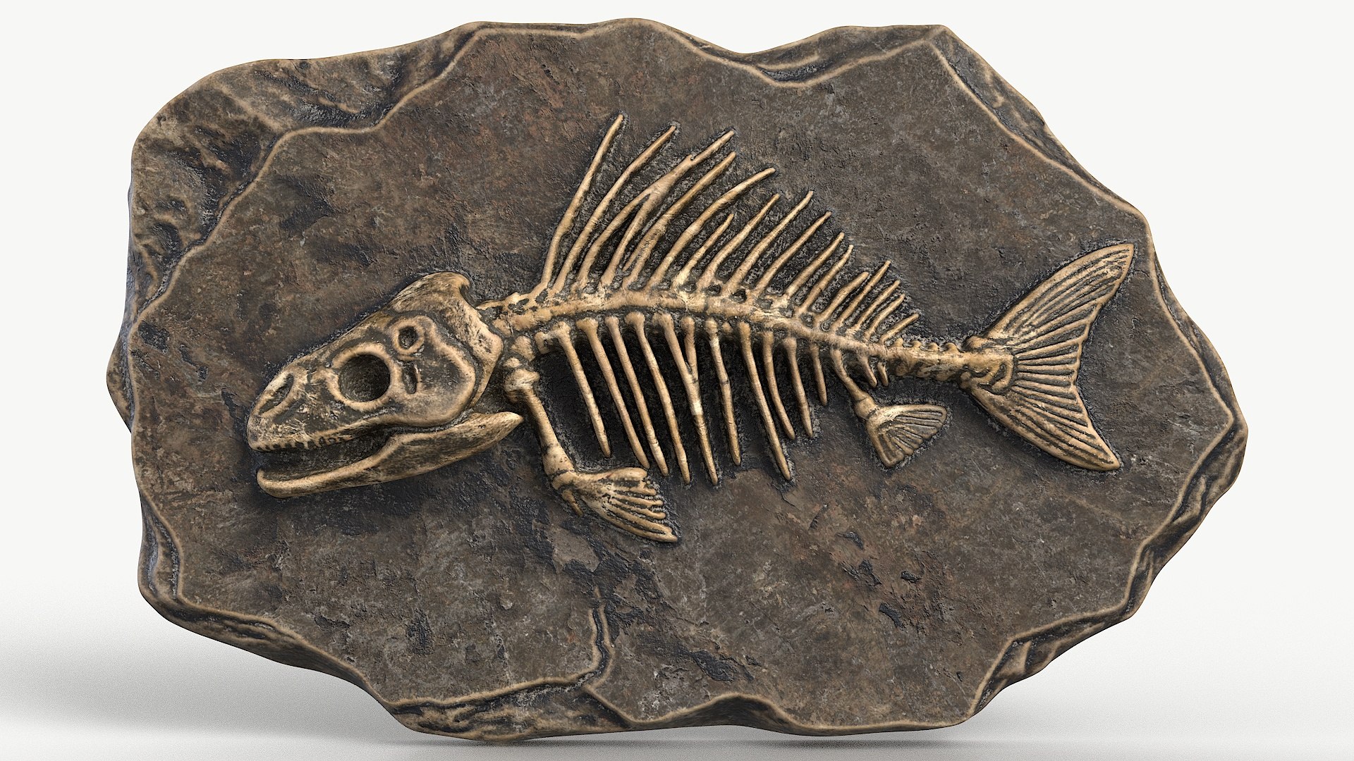 Prehistoric Fish Skeleton Fossil 025 Textured 3D Model - TurboSquid 2304562