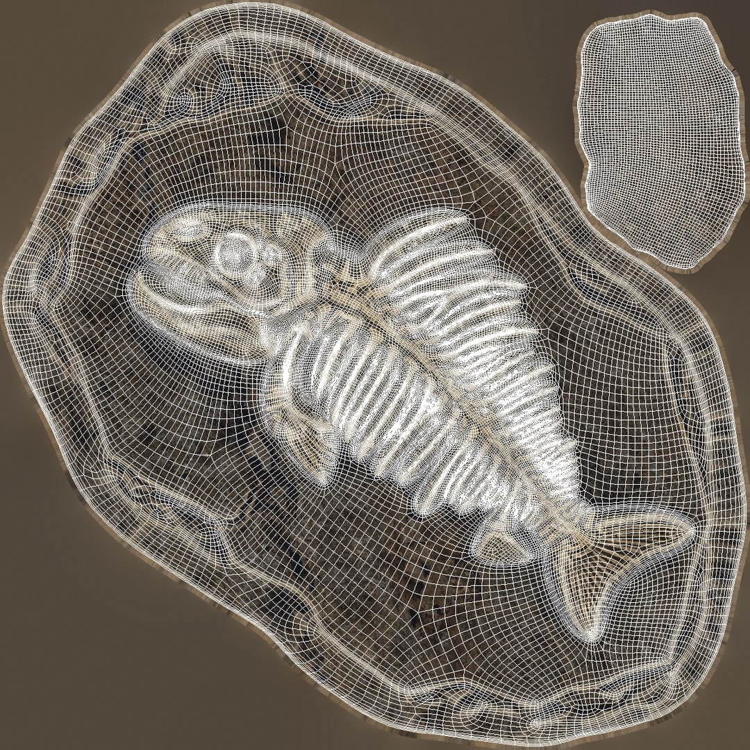 Prehistoric Fish Skeleton Fossil 025 Textured 3D Model - TurboSquid 2304562