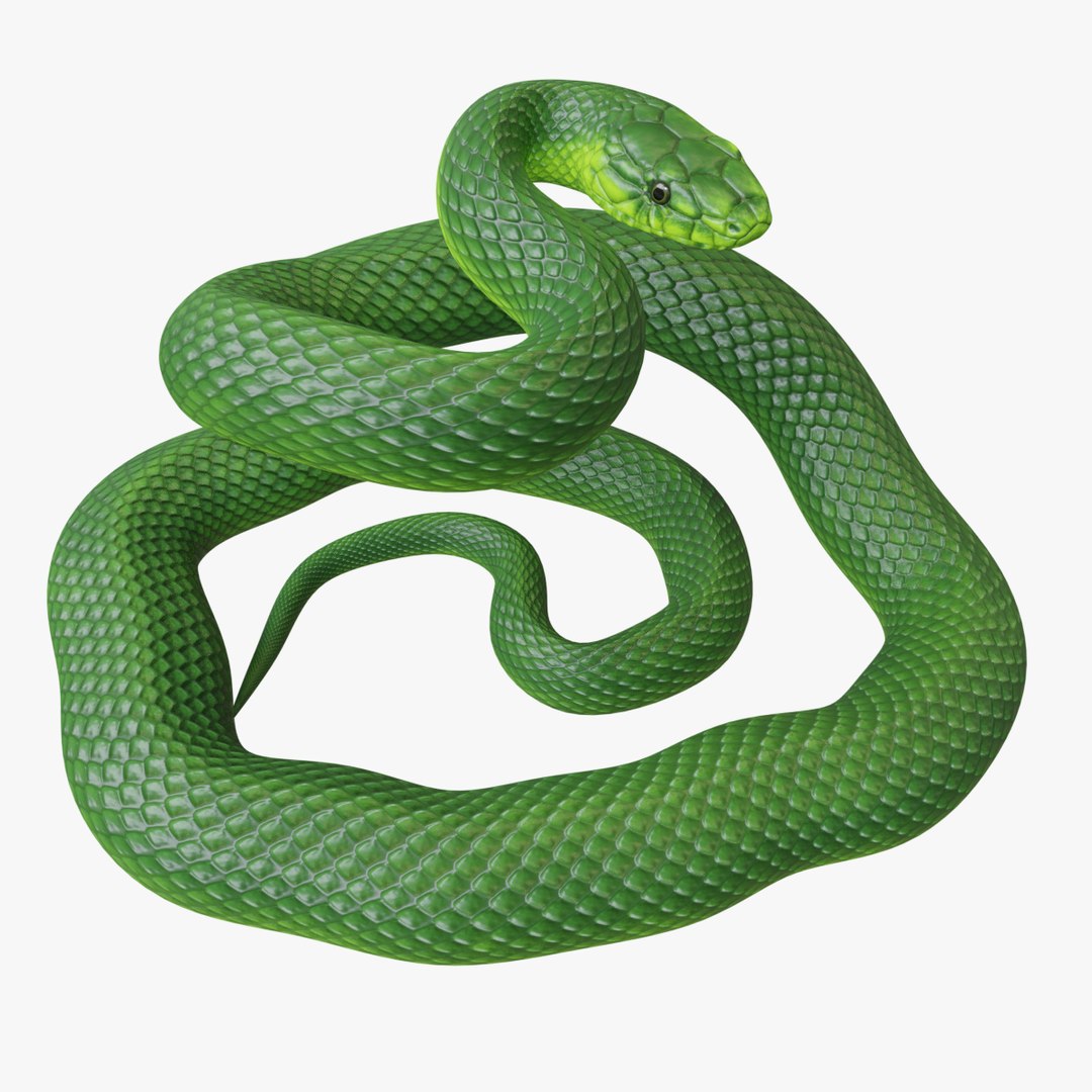 Green Mamba - Rigged 3D model - TurboSquid 1774458