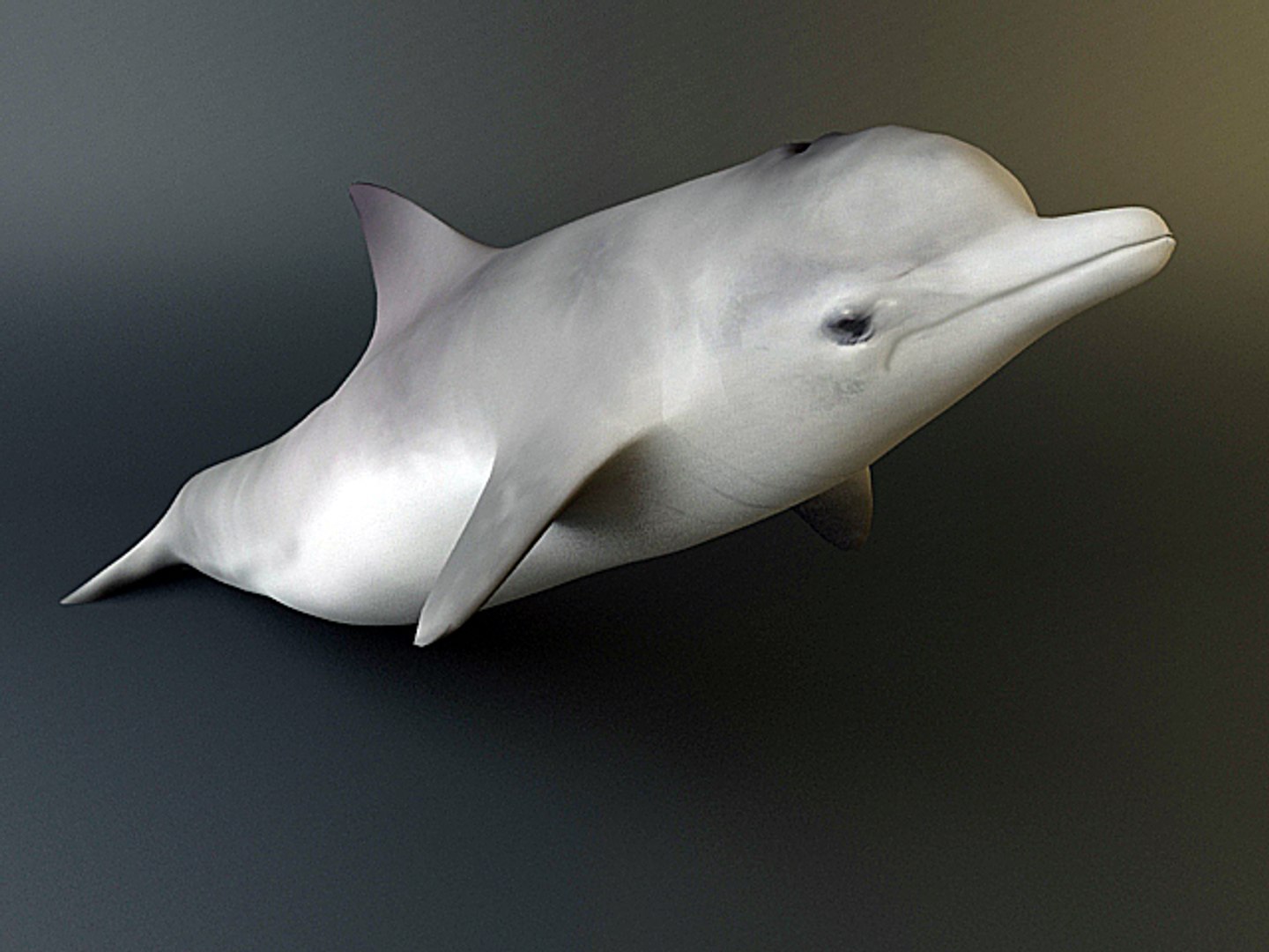 Dolphin Te0002 3d Model