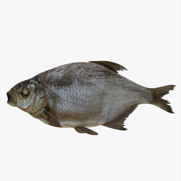 Culinary Fish 3D Models for Download | TurboSquid