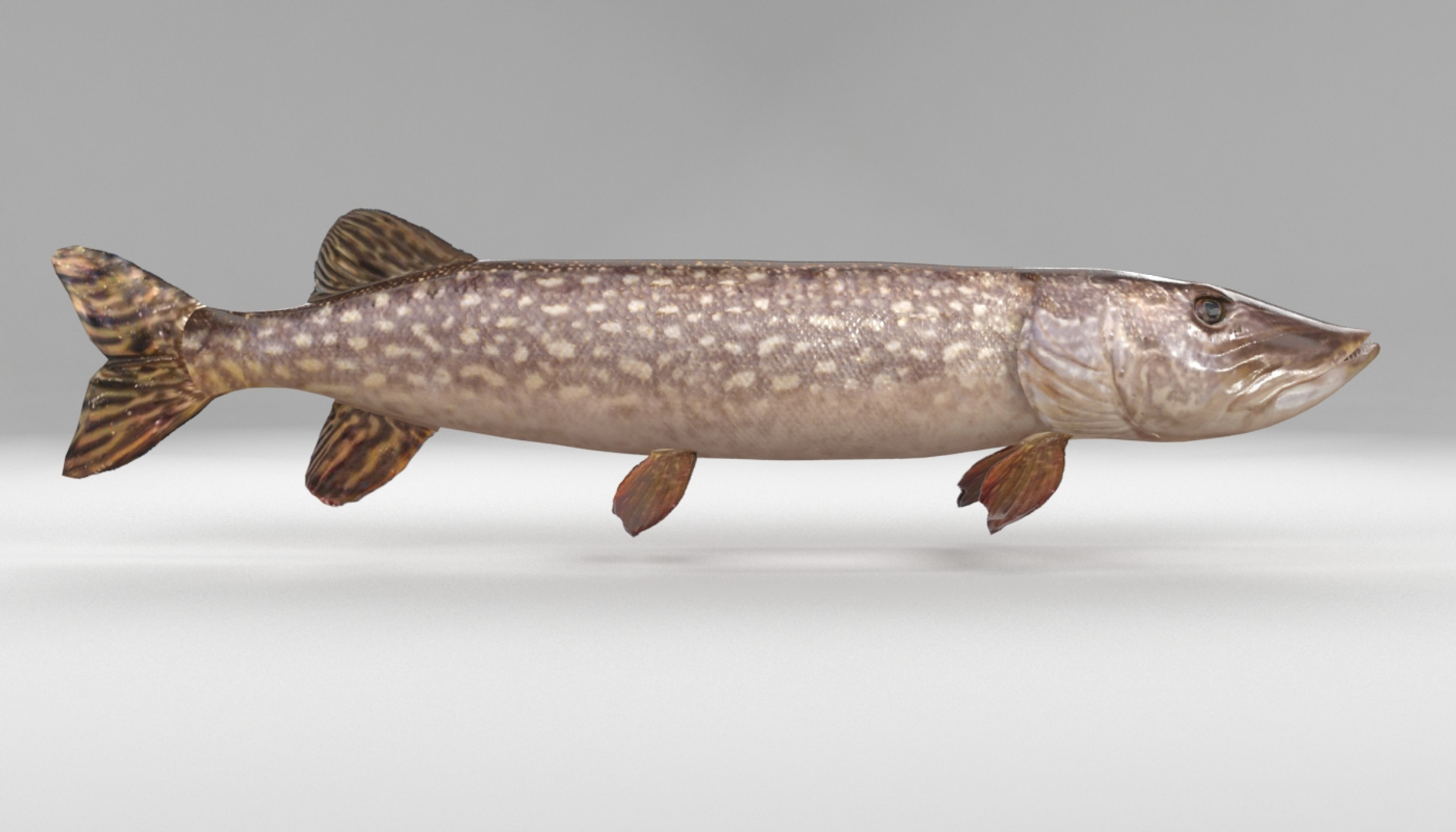 Pike Fish Animation 3D - TurboSquid 1307226