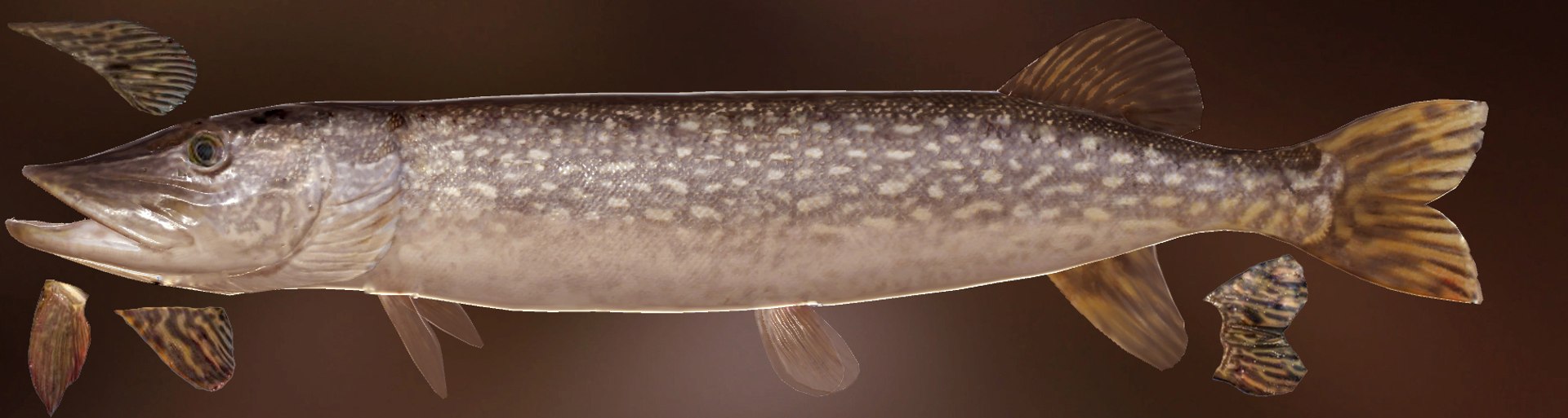 Pike Fish Animation 3D - TurboSquid 1307226