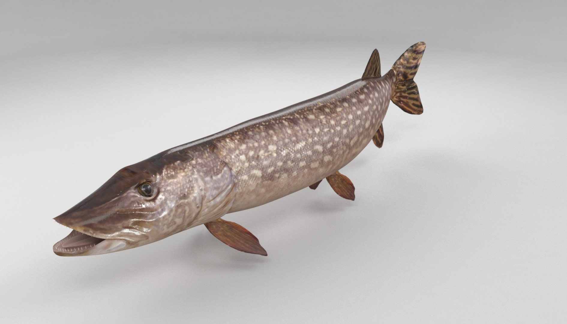 Pike Fish Animation 3D - TurboSquid 1307226