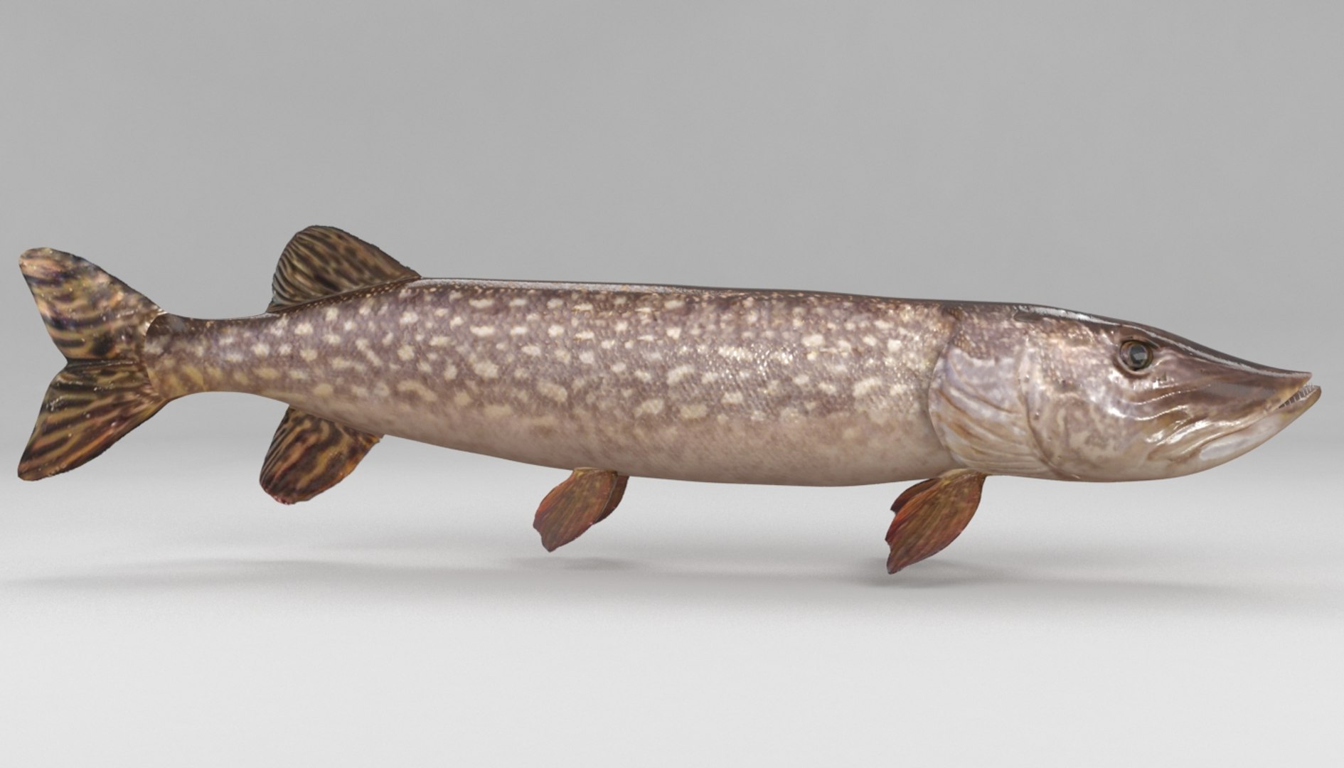 Pike Fish Animation 3D - TurboSquid 1307226