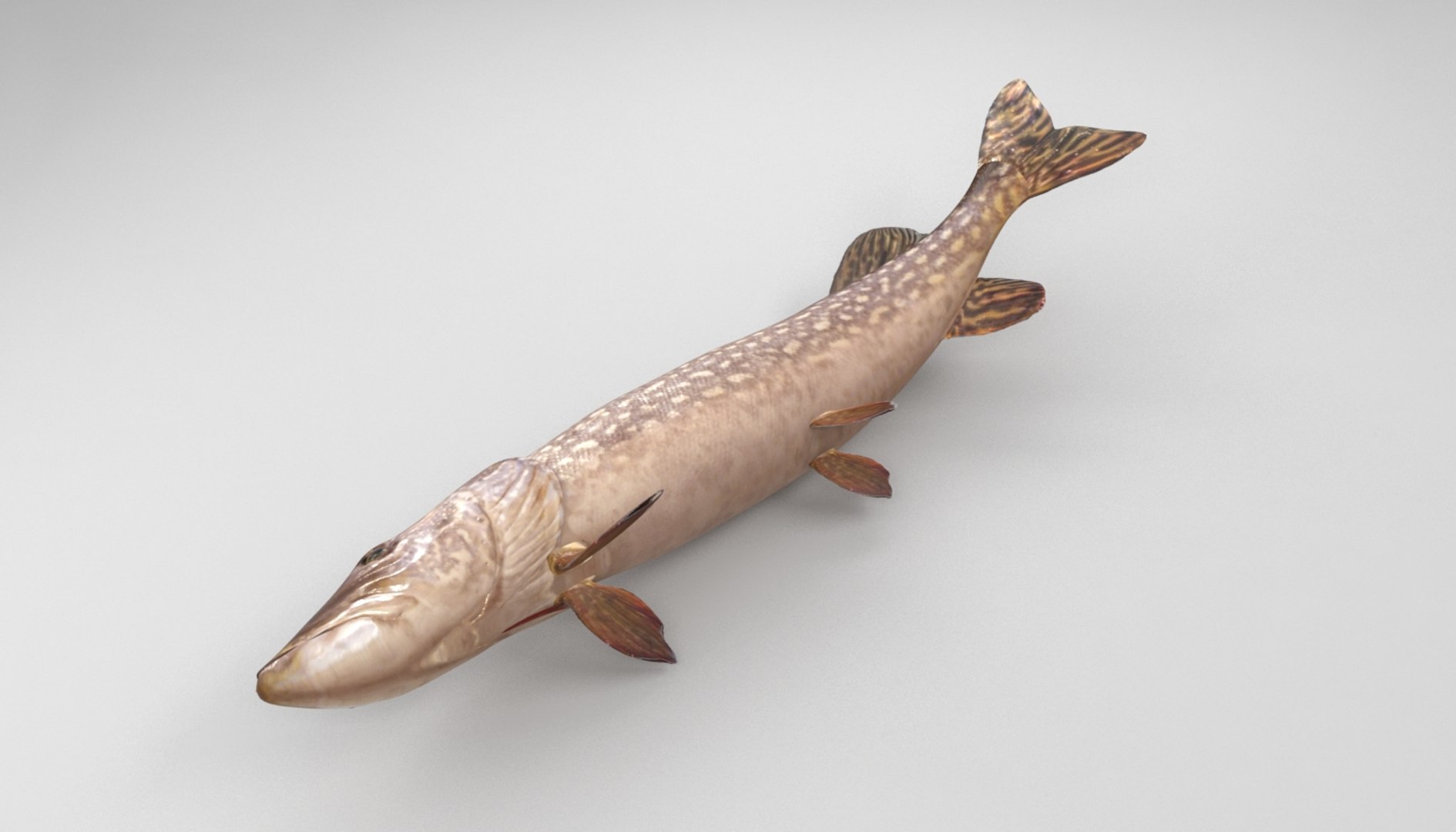 Pike Fish Animation 3D - TurboSquid 1307226