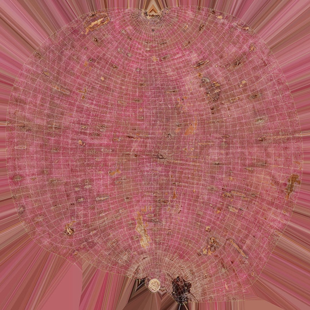 Sweet Potato 06 Collection Model - TurboSquid 2116817