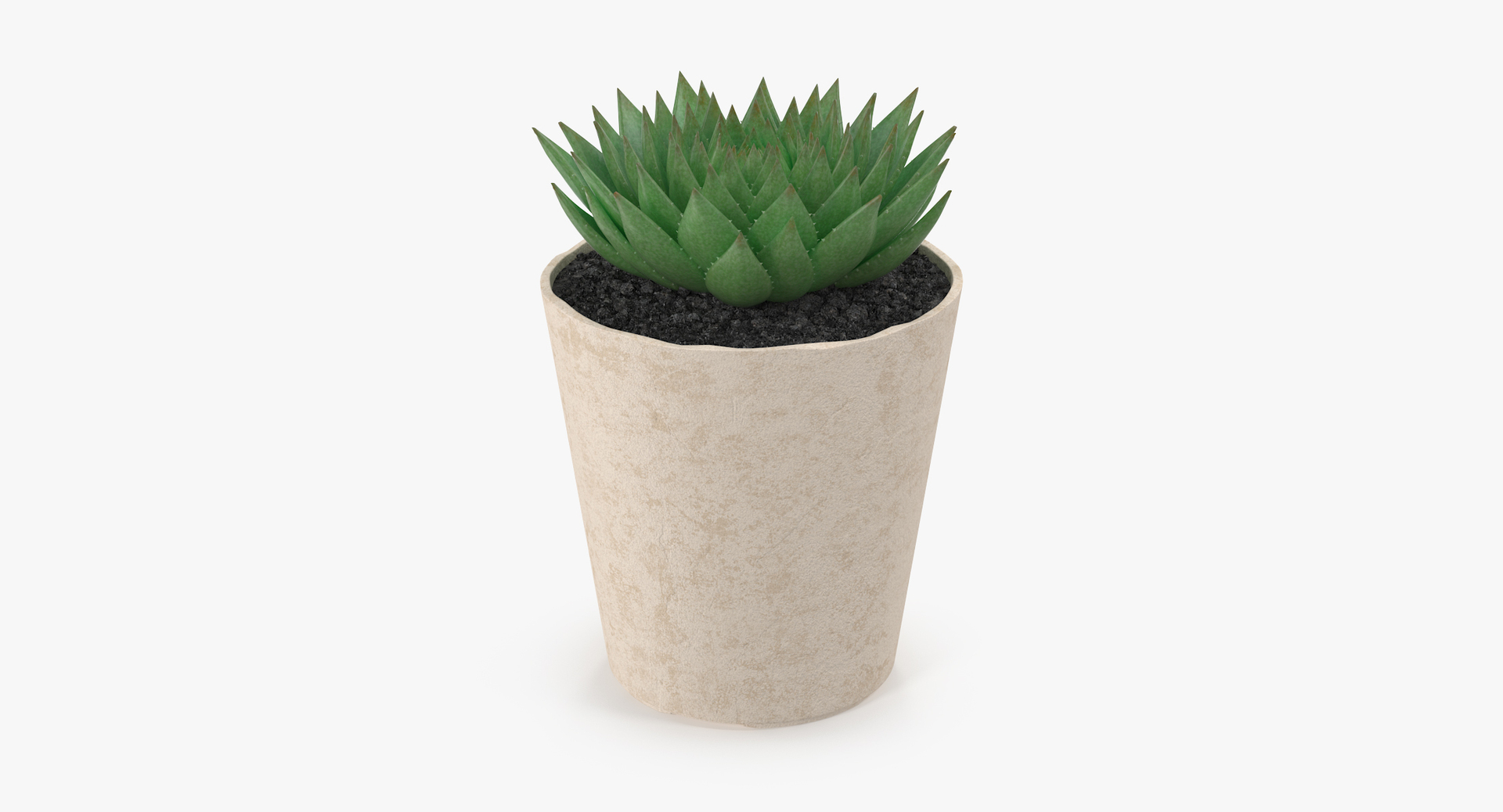 3d Model Succulent 20