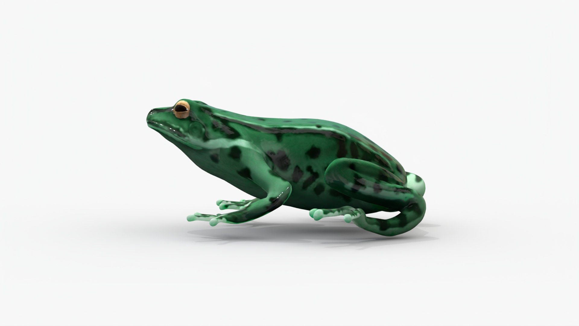 Low Poly Frog Model - TurboSquid 1987598
