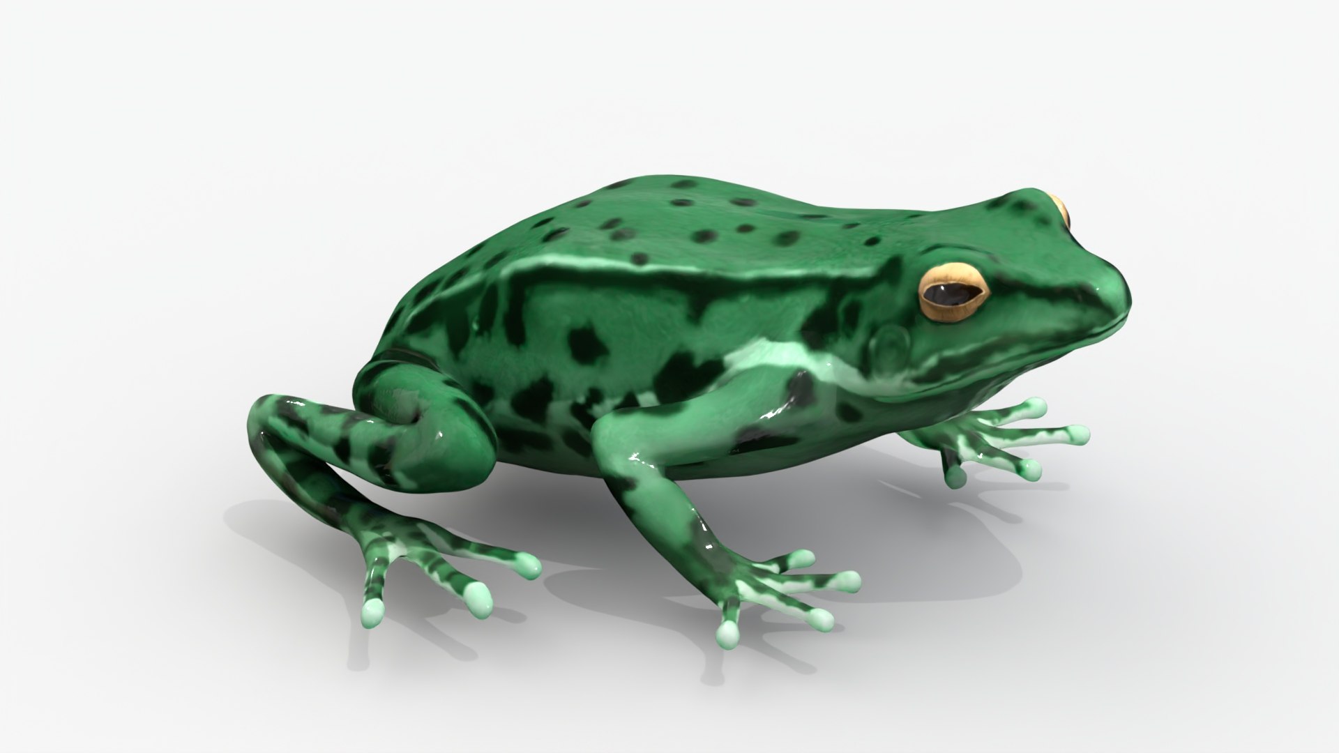 Low Poly Frog Model - TurboSquid 1987598