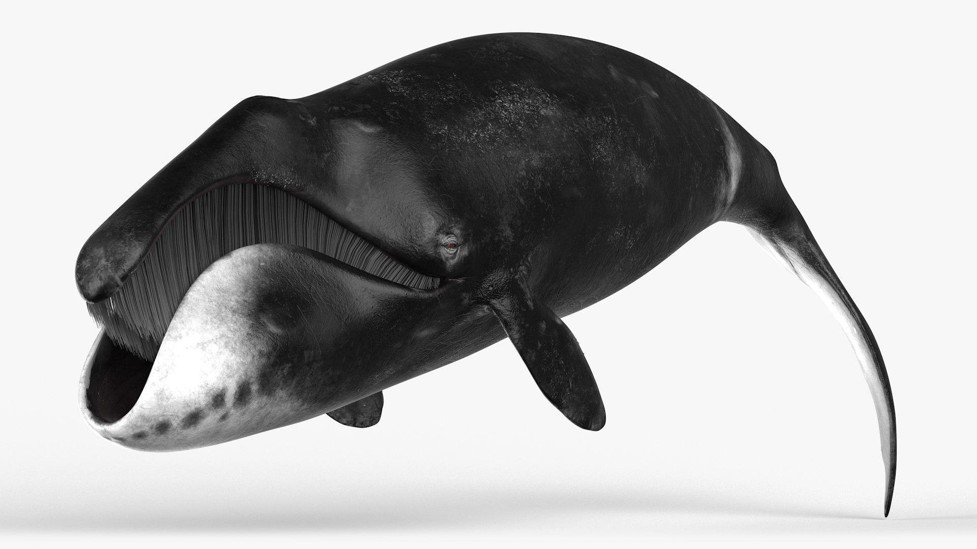 Resting Bowhead Whale 3D - TurboSquid 2116302