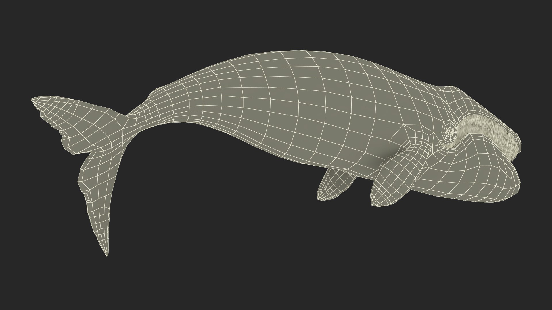 Resting Bowhead Whale 3D - TurboSquid 2116302