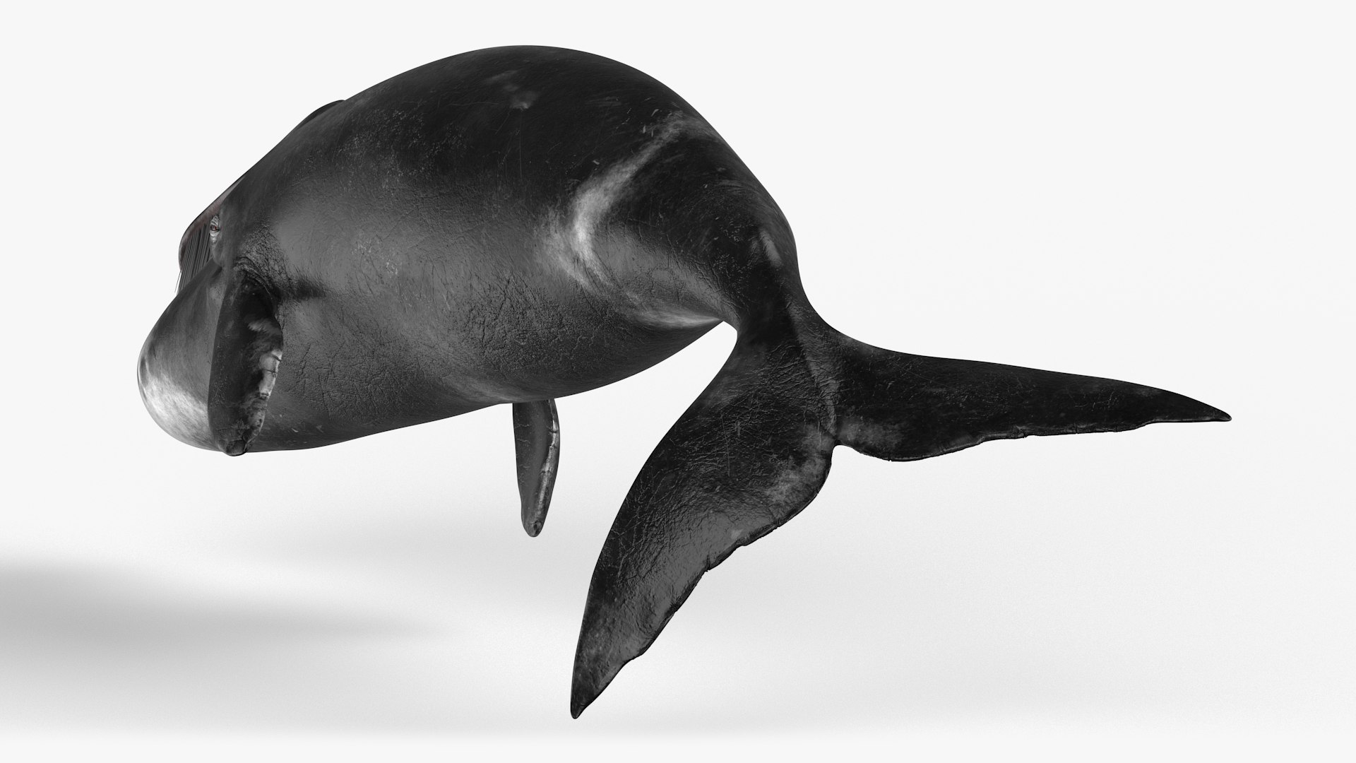 Resting Bowhead Whale 3D - TurboSquid 2116302