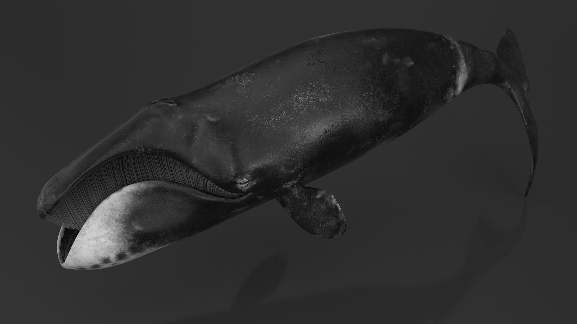 Resting Bowhead Whale 3D - TurboSquid 2116302