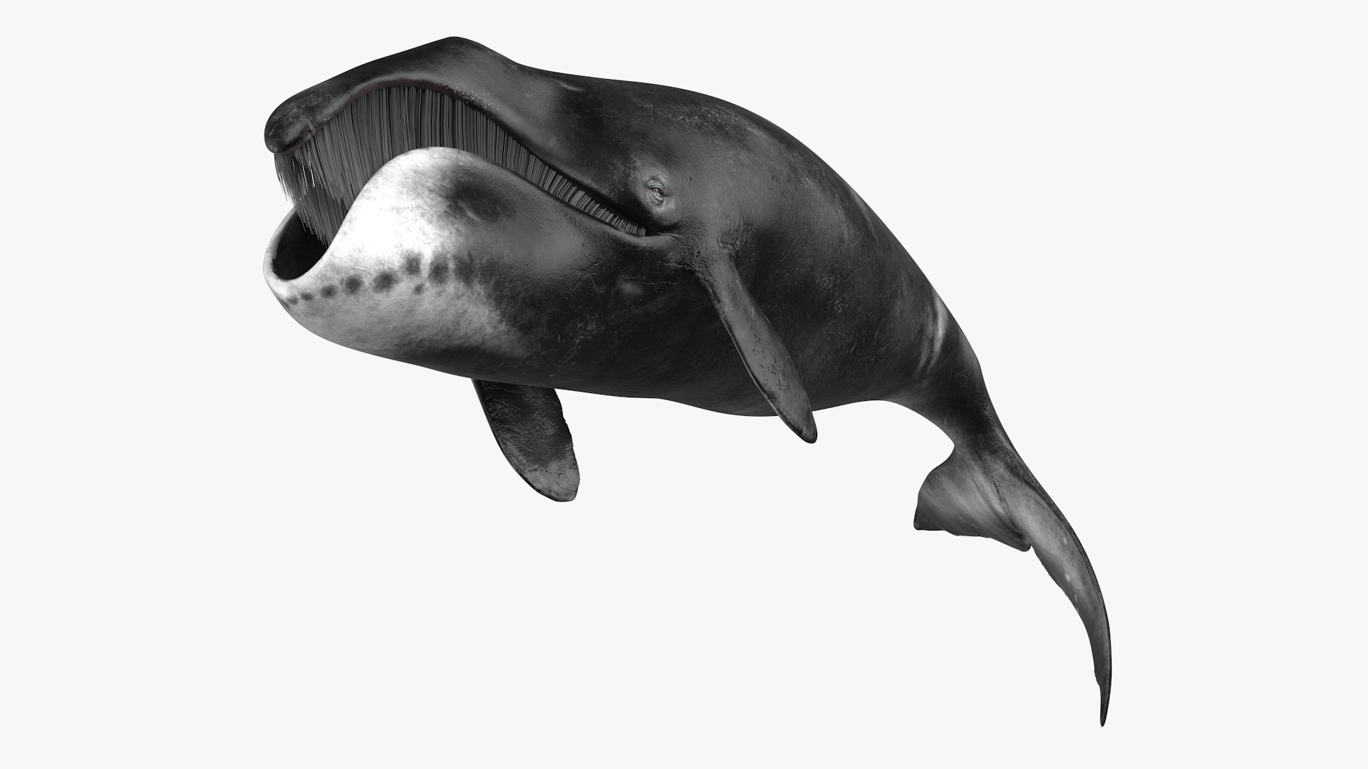 Resting Bowhead Whale 3D - TurboSquid 2116302