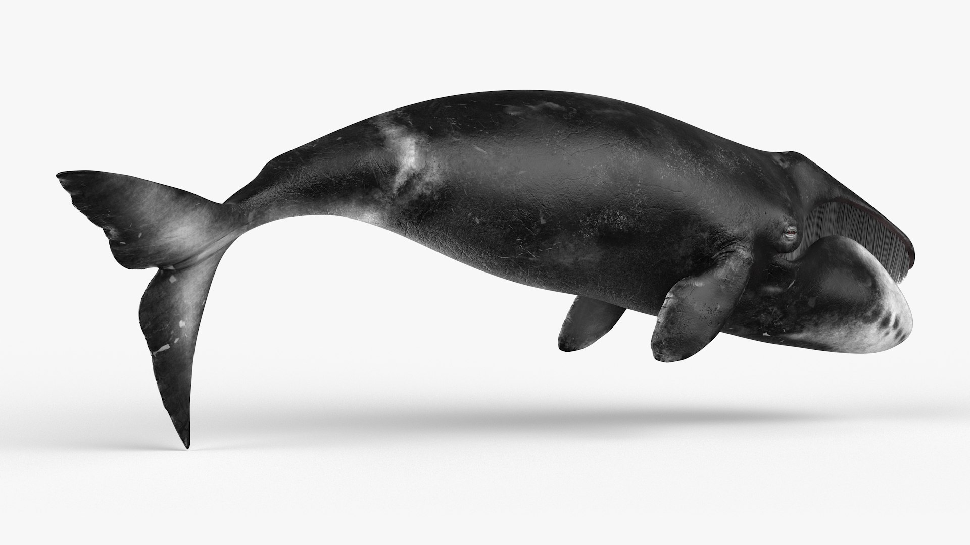 Resting Bowhead Whale 3D - TurboSquid 2116302