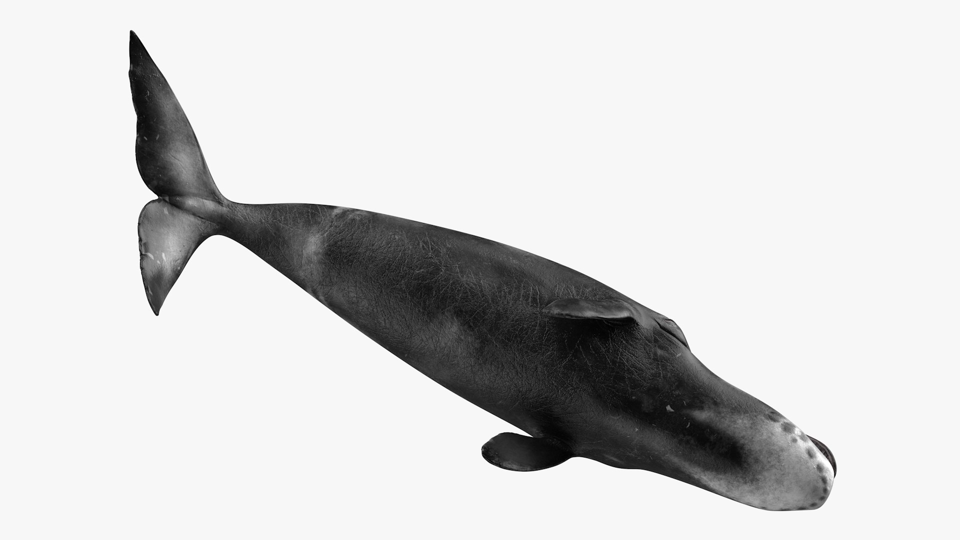 Resting Bowhead Whale 3D - TurboSquid 2116302