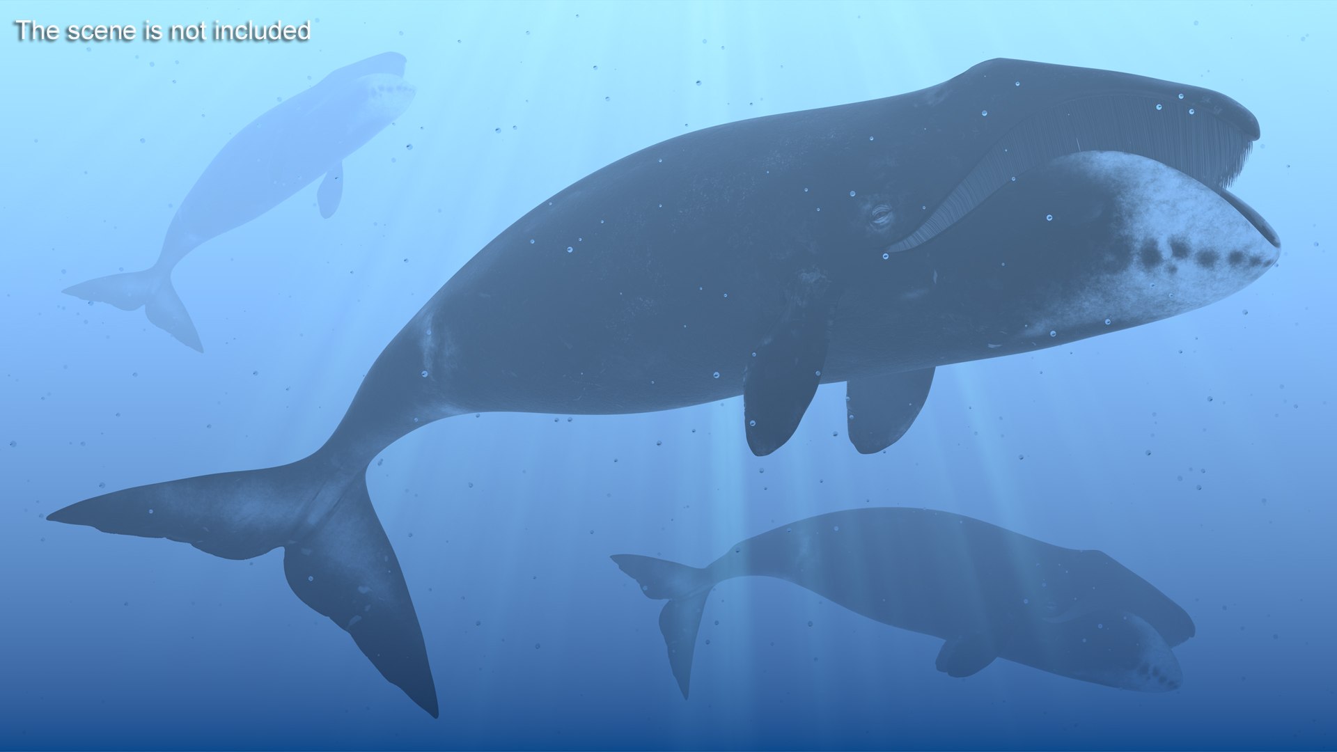 Resting Bowhead Whale 3D - TurboSquid 2116302