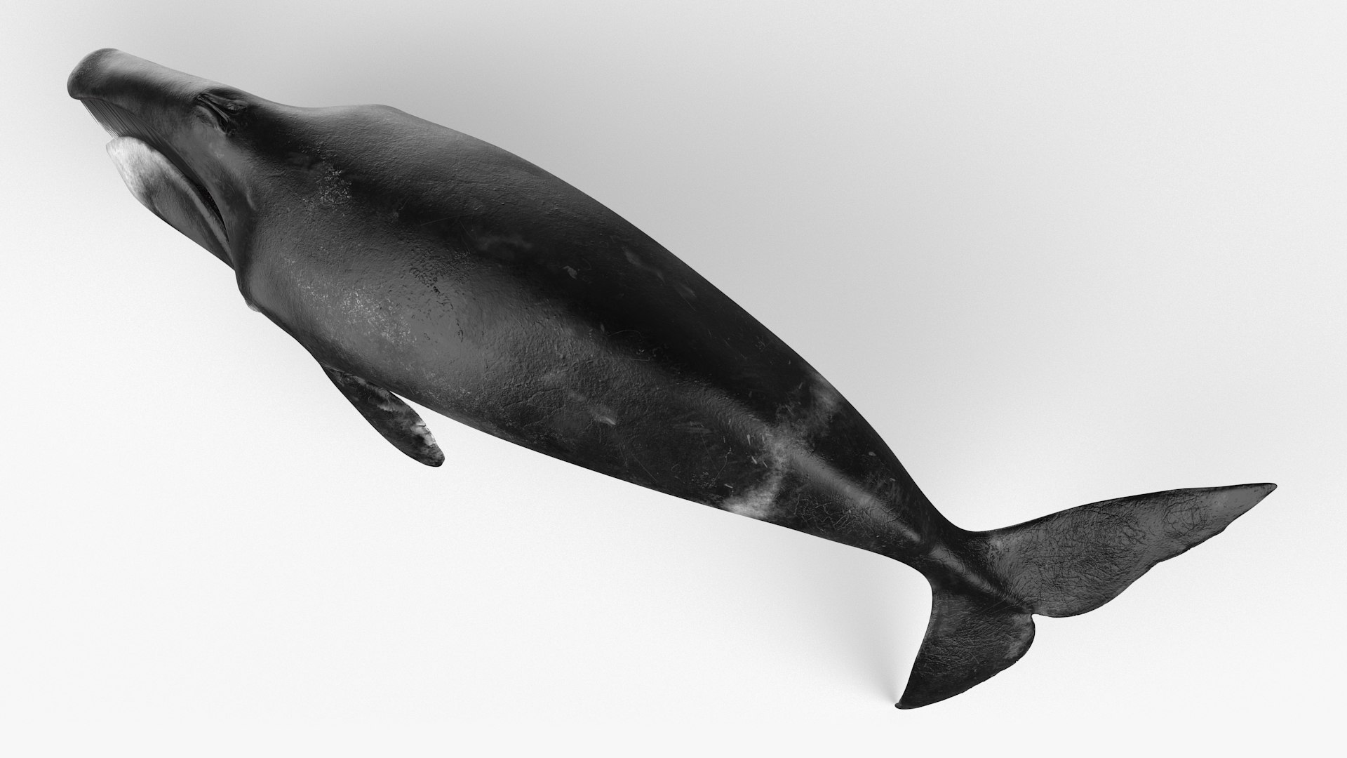 Resting Bowhead Whale 3D - TurboSquid 2116302