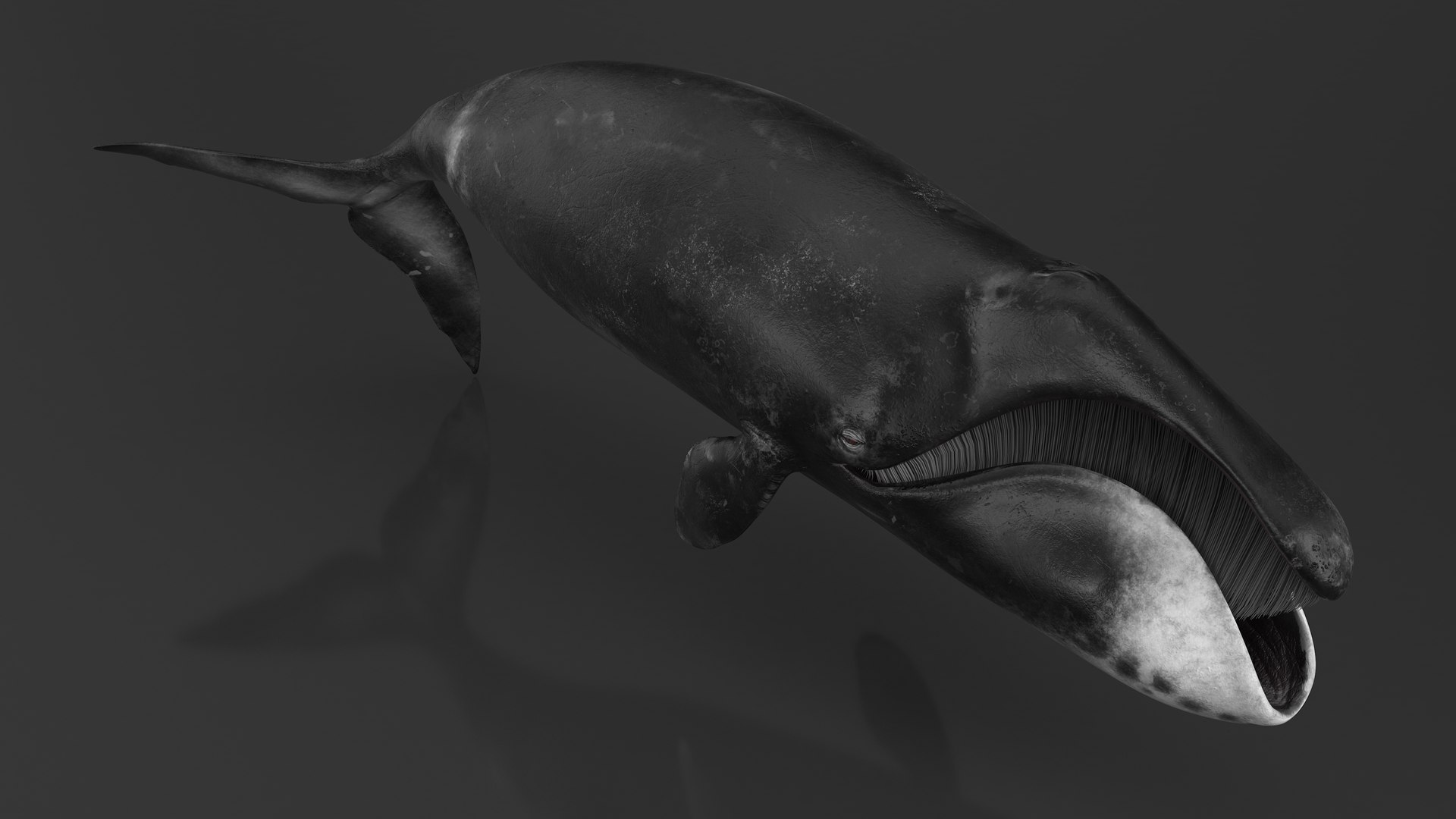 Resting Bowhead Whale 3D - TurboSquid 2116302