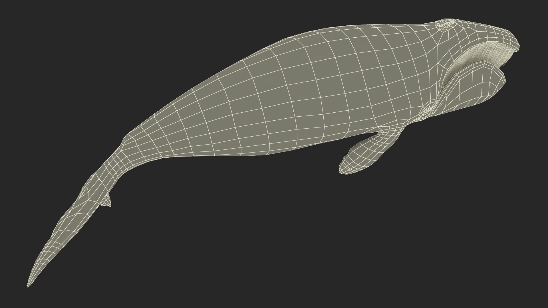 Resting Bowhead Whale 3D - TurboSquid 2116302