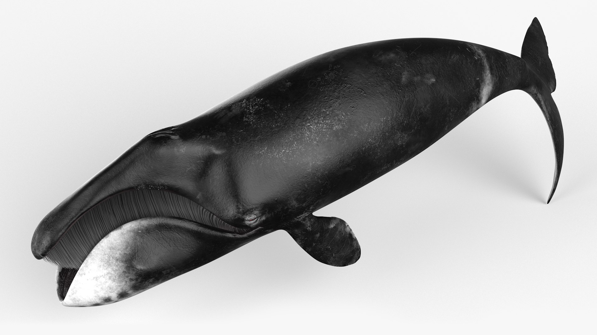 Resting Bowhead Whale 3D - TurboSquid 2116302