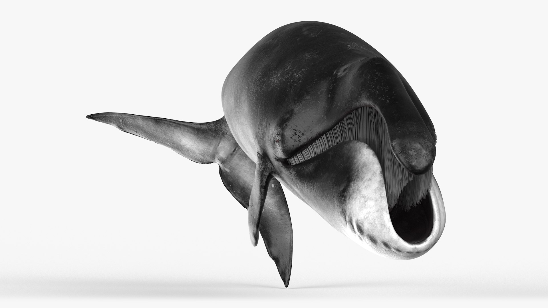 Resting Bowhead Whale 3D - TurboSquid 2116302