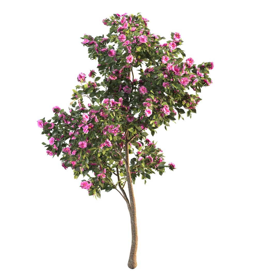 3D Camellia 02 Model - TurboSquid 1899733