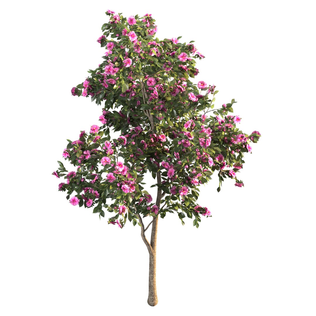 3D Camellia 02 Model - TurboSquid 1899733