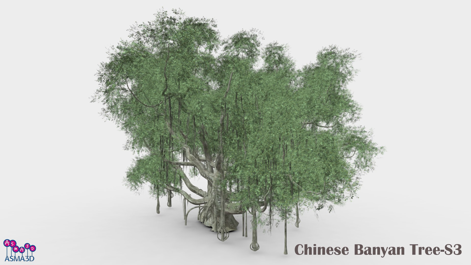 3D Model Chinese Banyan Tree Pack - TurboSquid 2203251