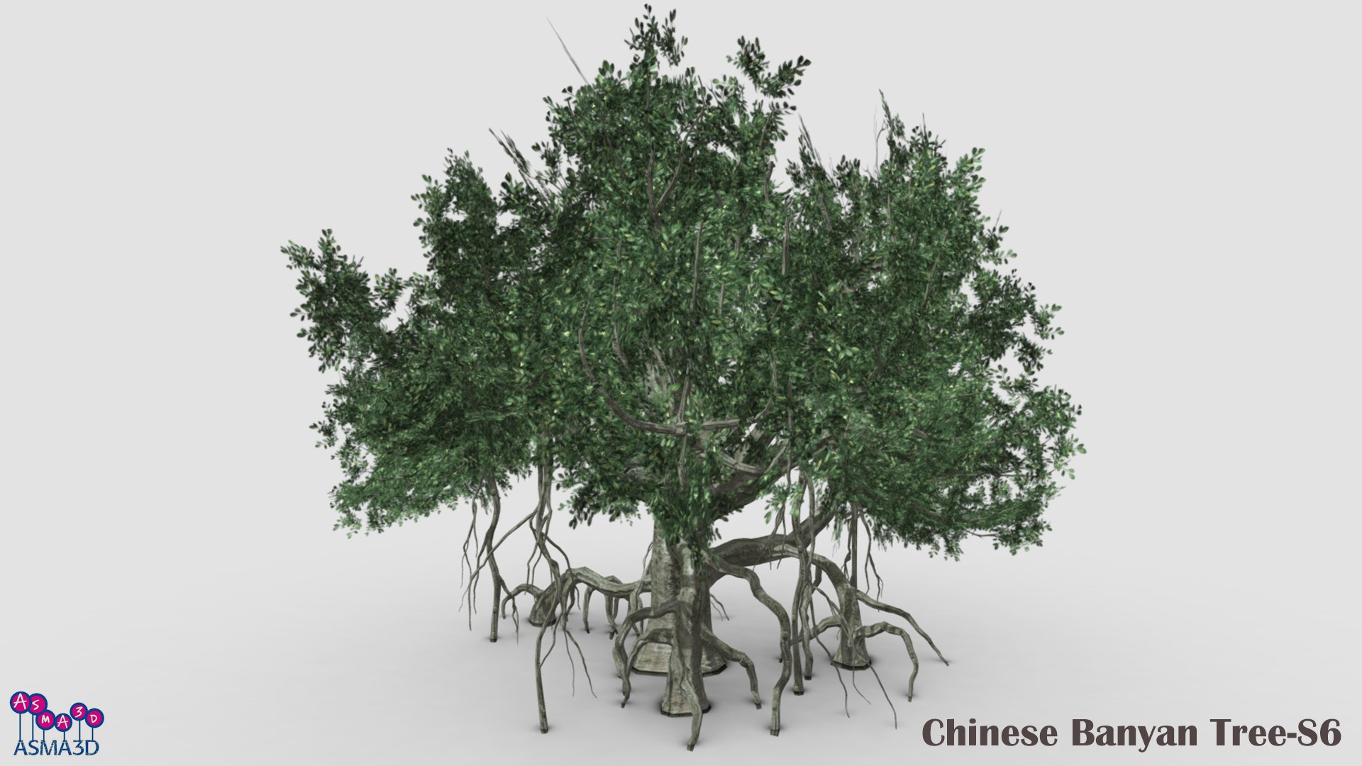 3D Model Chinese Banyan Tree Pack - TurboSquid 2203251